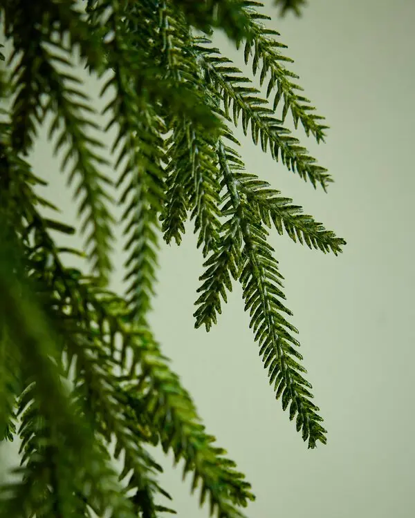 Quince Draping Real Touch Norfolk Pine Wreath
