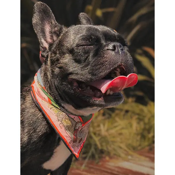 ST.PIA Belong Small Printed Cotton Bandana