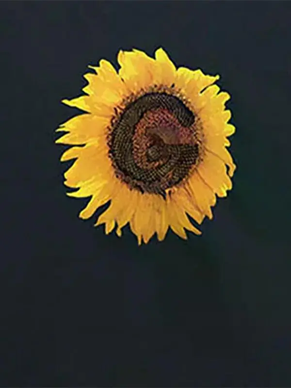 Gramicci G-flower T-shirt - Black