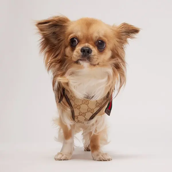 Gucci Extra-small Padded Pet Harness With Gg Canvas And Web Straps