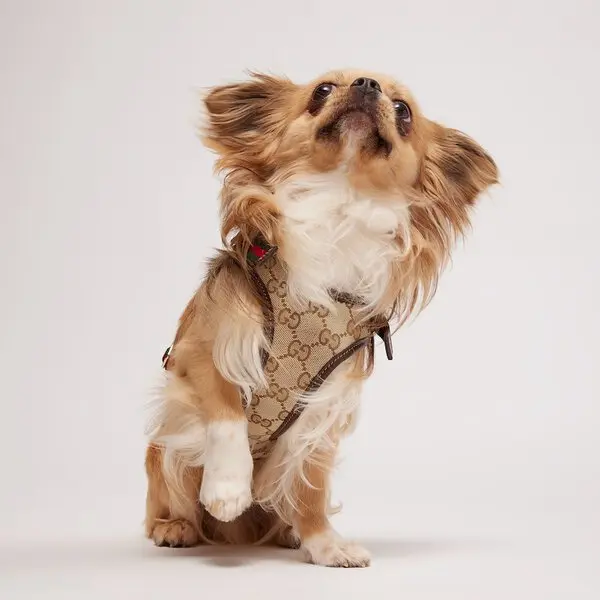 Gucci Extra-small Padded Pet Harness With Gg Canvas And Web Straps