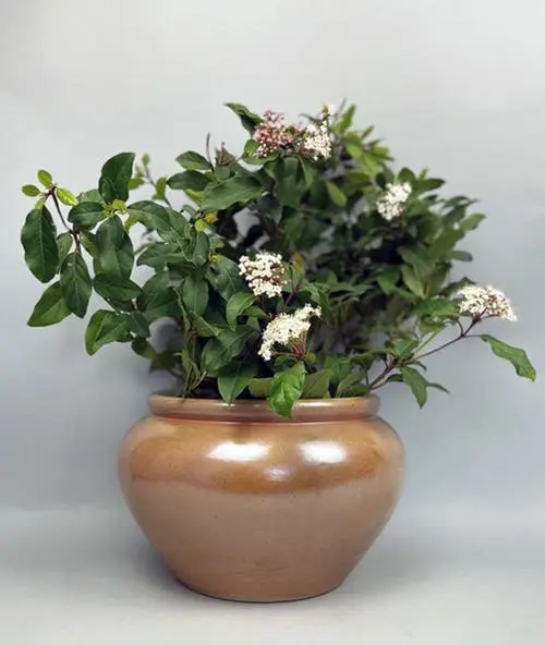 UNE VIE NOMADE Vintage Bonny Sur Loire Low Pot 1
