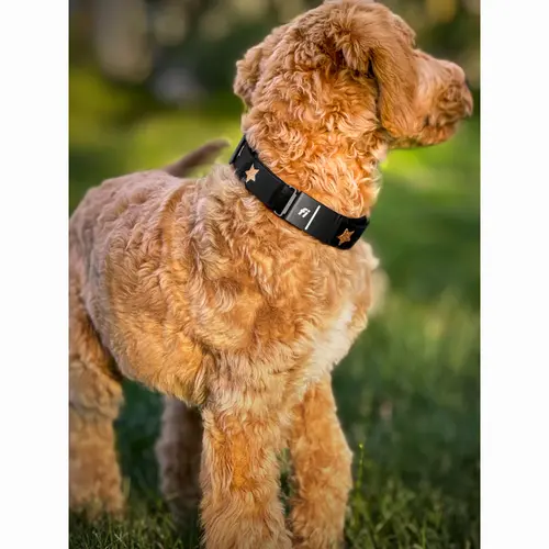 DOGISTRY 3+ Collar Band - Small