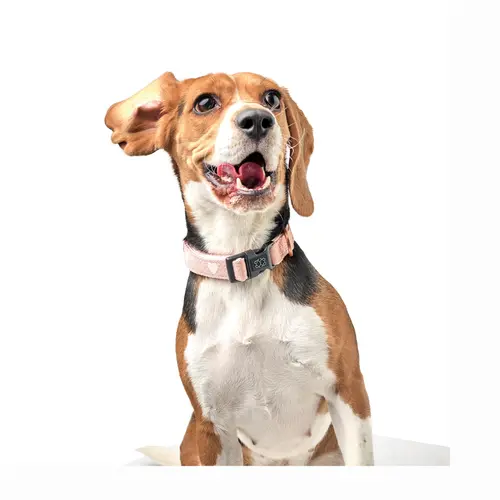 DOGISTRY 3+ Collar Band
