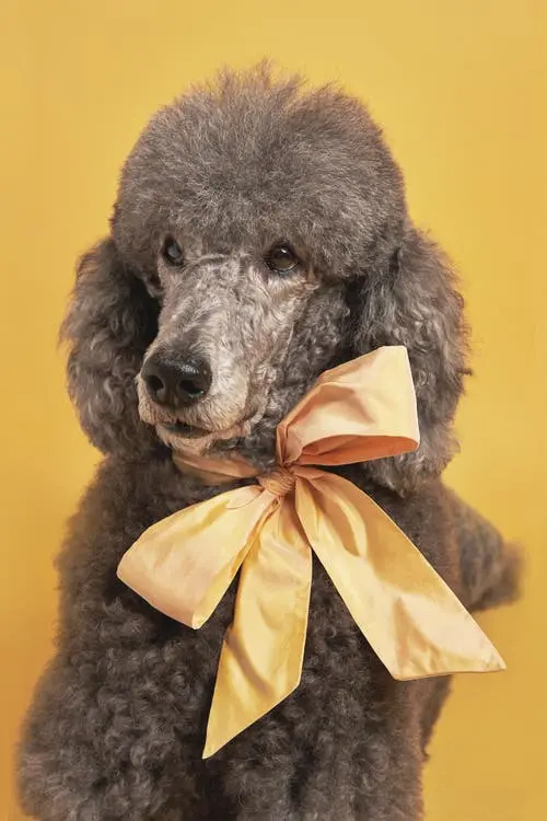 MLE Poodle Hair Clip With Bow Detail
