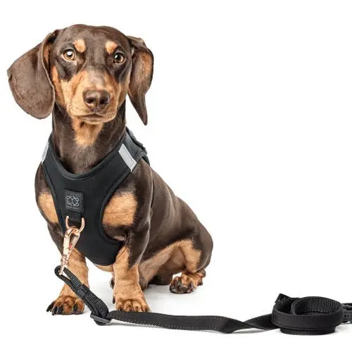 DOGISTRY City Leash Adjustable Walking System