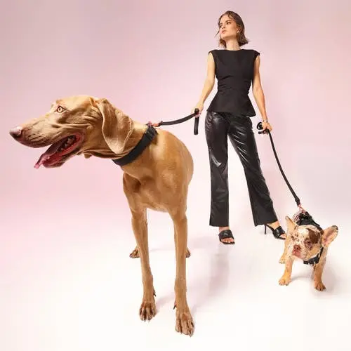 DOGISTRY City Leash Adjustable Walking System