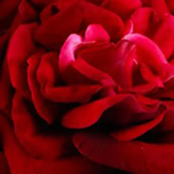 SILK-KA Artificial Rose Flower Bouquet