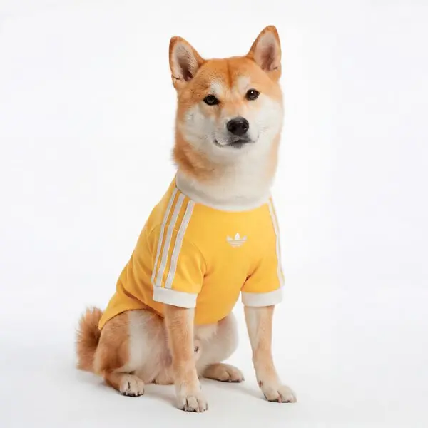 Adidas Originals Pet Cali Tee