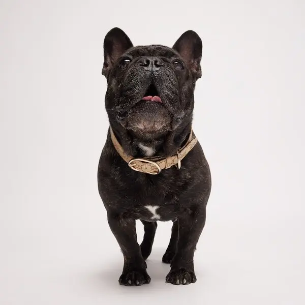 Gucci Gg Canvas Pet Collar With Leather Lining