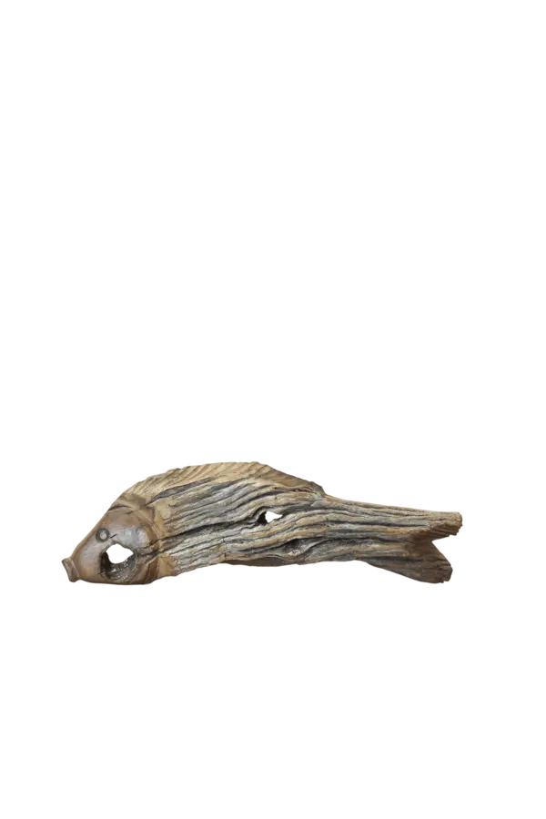 Botanical Boys Driftwood Hand Carved Fish Thirteen Four