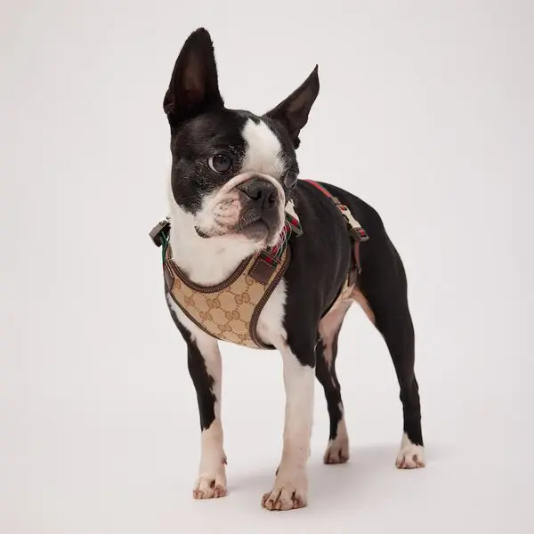 Gucci Gg Canvas Pet Harness