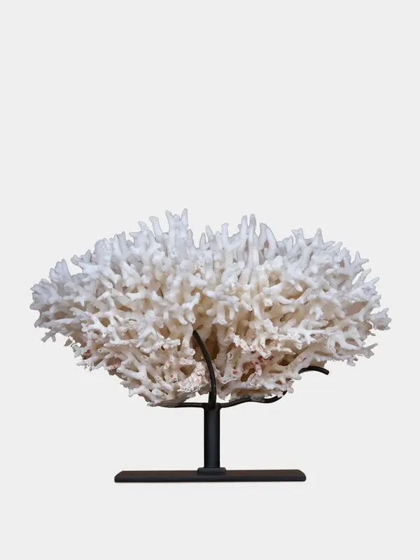 ONE OF A KIND Seriatopora Hystrix Bird's Nest Coral On Brass Stand - White