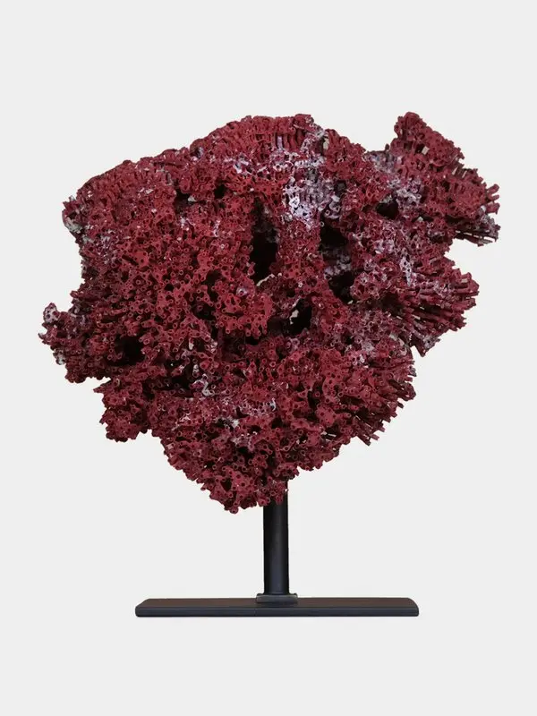 ONE OF A KIND Tubipora Musica Coral On Brass Base - Red