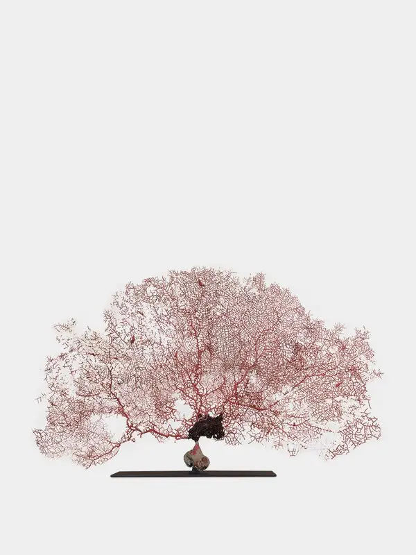 ONE OF A KIND Gorgonian Sea Fan With Brass Stand - Red