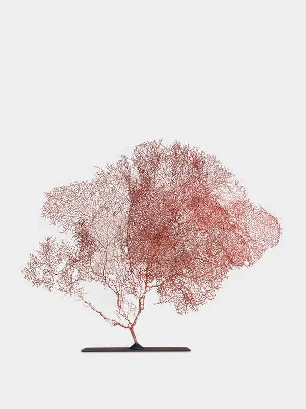 ONE OF A KIND Gorgonian Tall Sea Fan With Brass Stand