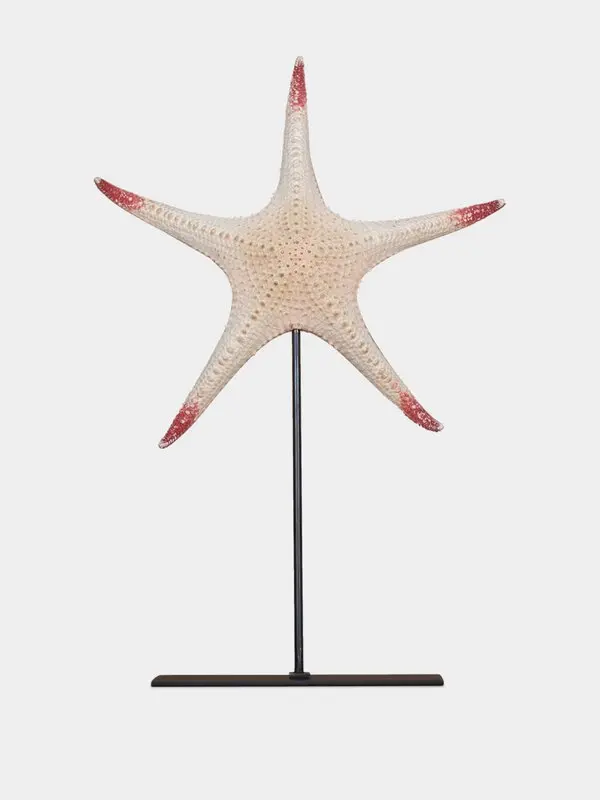 ONE OF A KIND Sculptural Poraster Superbus Sea Star With Brass Stand