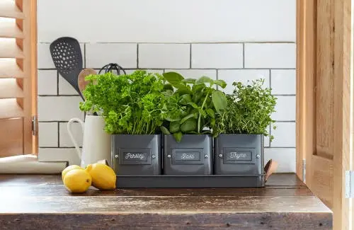 BURGON & BALL Herb Pots With Leather Handled Trayset Of 3
