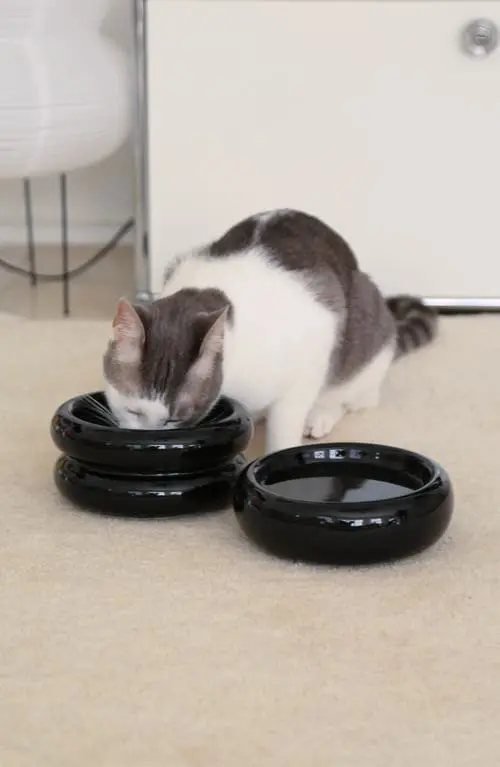 CATENARY Onyx Halo Cat Bowl