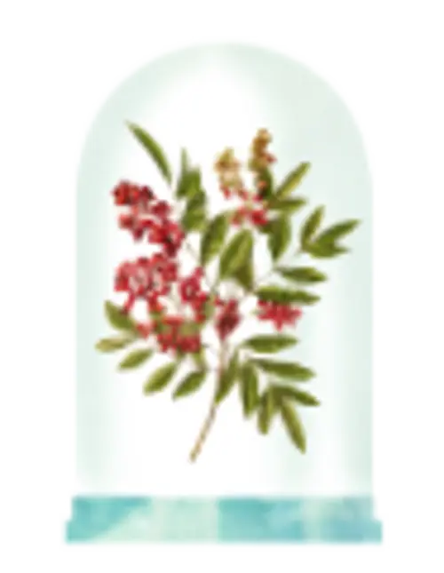 GRANADO Tropicália Eau De Parfum
