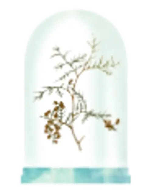GRANADO Infusão Botânica Eau De Parfum
