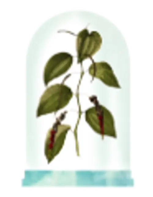GRANADO Boemia Eau De Parfum