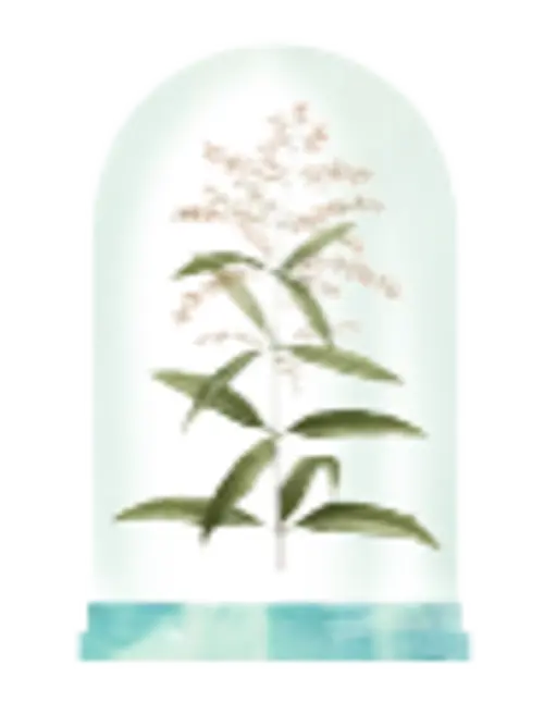 GRANADO Verbena Eau De Cologne