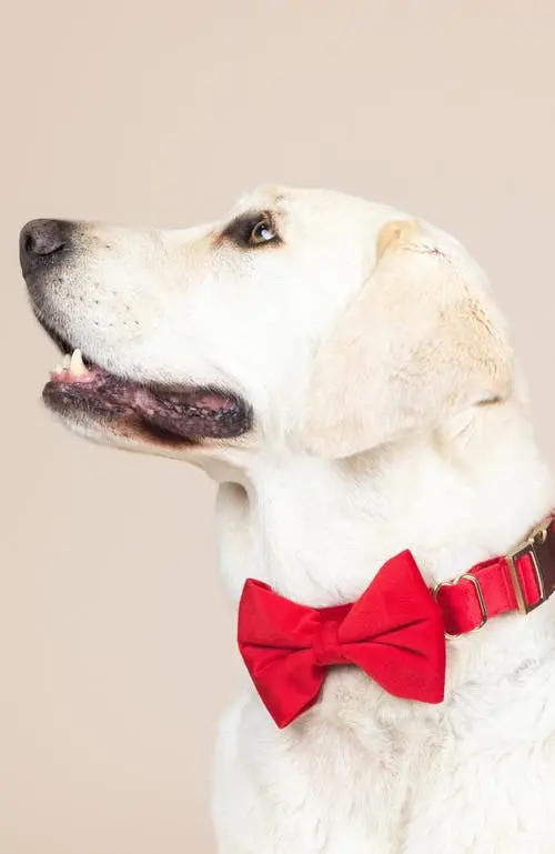 PINK PAPYRUS Bow Tie