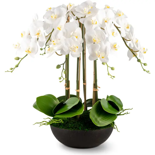 COCOBELLA Abella Realtouch Orchid Arrangement - Snow