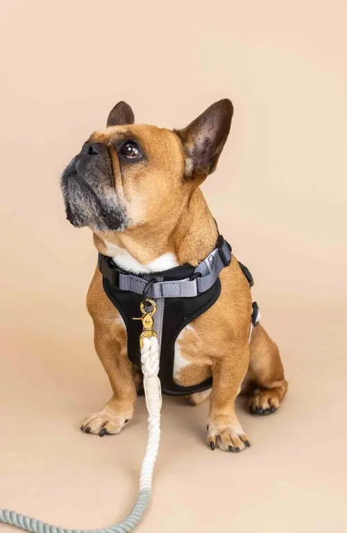 PINK PAPYRUS Dog Harness
