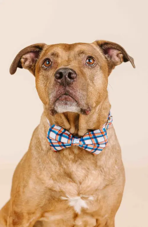PINK PAPYRUS Bow Tie