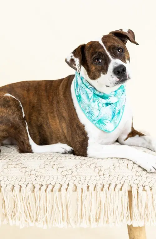PINK PAPYRUS Pet Bandana