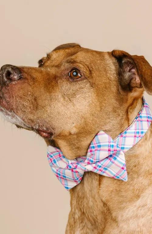 PINK PAPYRUS Bow Tie