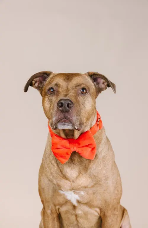 PINK PAPYRUS Bow Tie