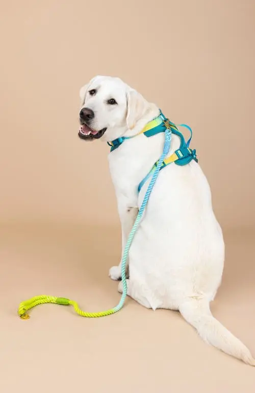 PINK PAPYRUS Dog Harness