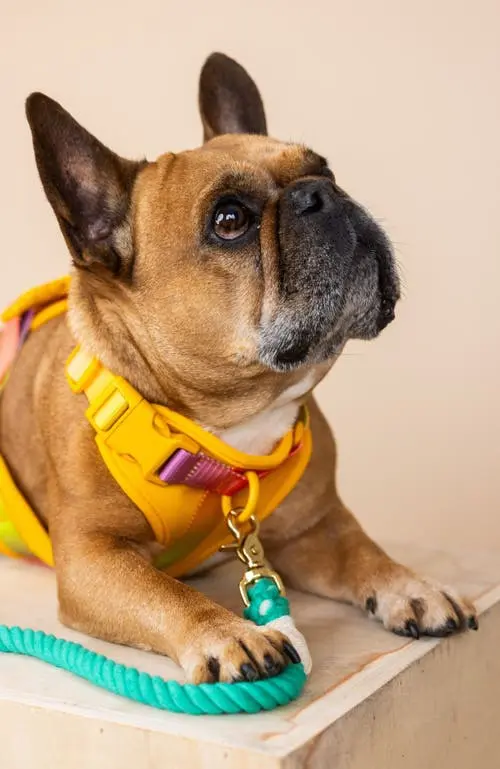 PINK PAPYRUS Dog Harness