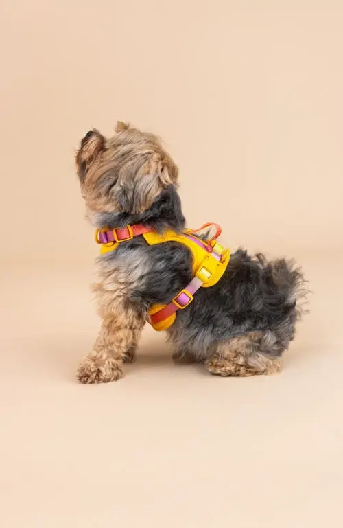 PINK PAPYRUS Dog Harness