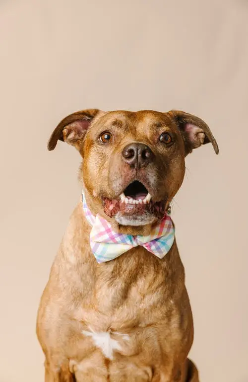 PINK PAPYRUS Bow Tie