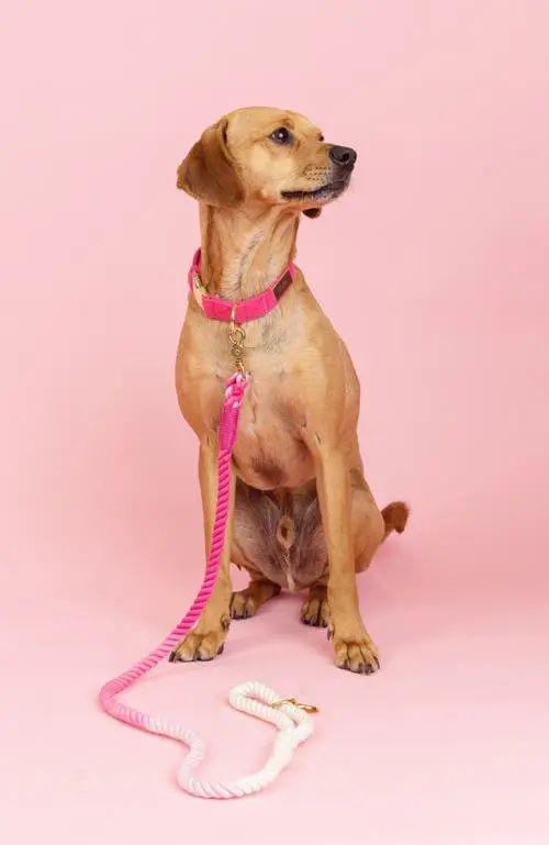 PINK PAPYRUS Dog Collar