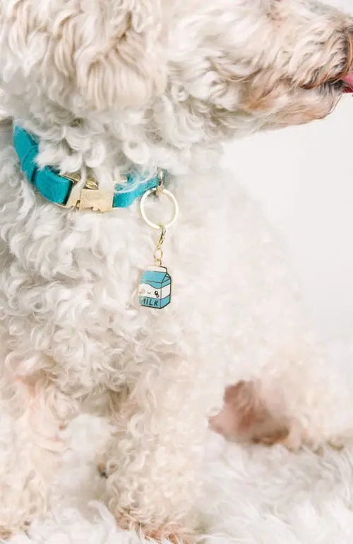 PINK PAPYRUS Pet Collar Charm