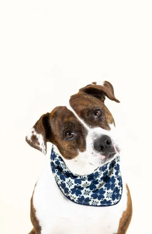 PINK PAPYRUS Pet Bandana