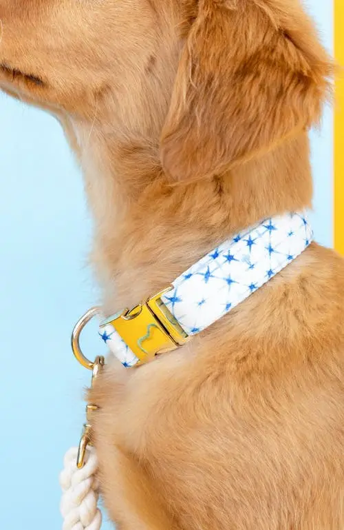 PINK PAPYRUS Dog Collar