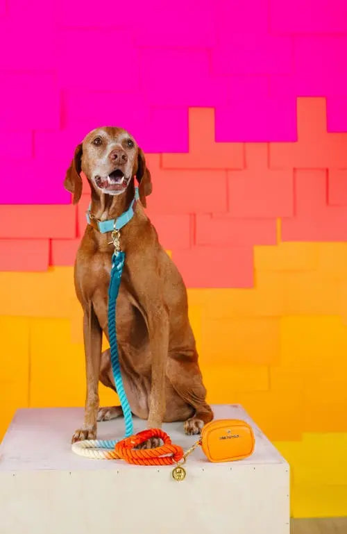 PINK PAPYRUS Dog Collar