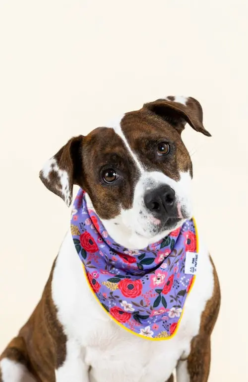 PINK PAPYRUS Pet Bandana