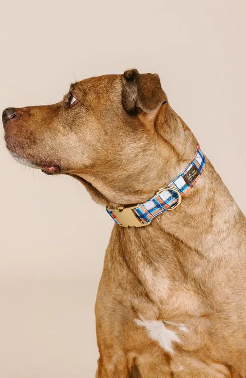 PINK PAPYRUS Dog Collar