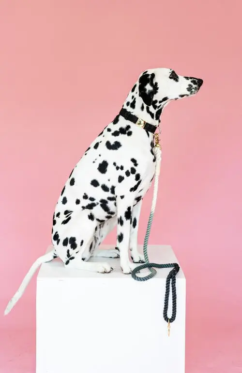 PINK PAPYRUS Cairo Rope Dog Leash