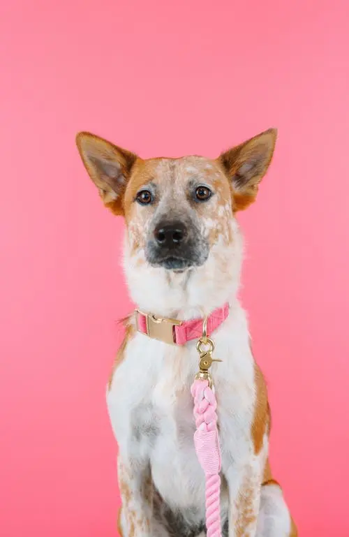 PINK PAPYRUS Dog Collar