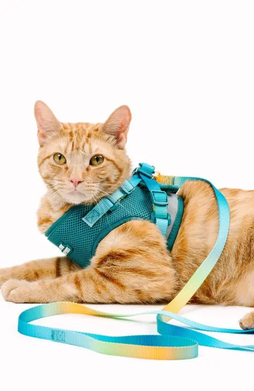 PINK PAPYRUS Cat Harness And Leash Set
