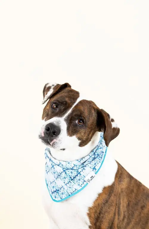 PINK PAPYRUS Pet Bandana
