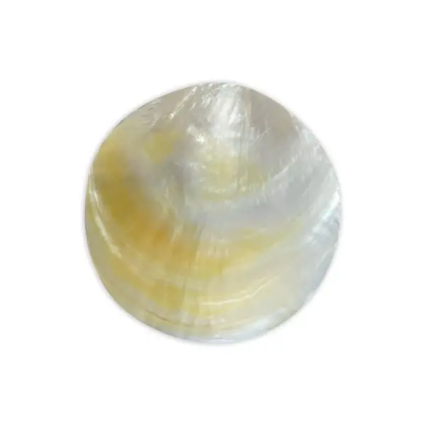 BINGIN DIARIES Statement Shell Earring - Yellow